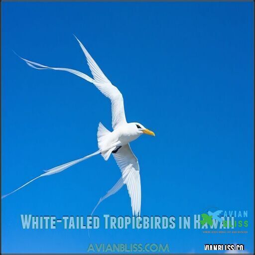 White Birds in Hawaii: Stunning Species You Need to Know About