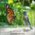 Do Birds Eat Butterflies? Toxic Species and Surprising Eaters