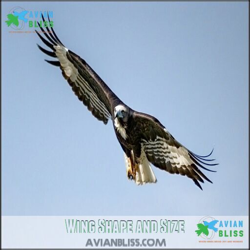 Black and White Hawks: Stunning Species ID Guide & Migration Patterns ...