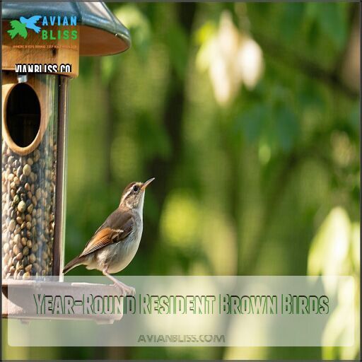 Small Brown Bird Identification Guide: Tips, Species, and Backyard Birds