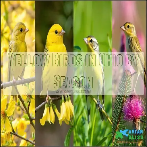 Yellow Birds in Ohio: 15 Stunning Species You Must See! (With Photos)