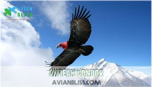 Largest Wingspan Bird: Meet The Giants of The Skies!