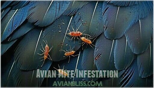 Avian Mite Infestation Signs & Treatment: How to Protect Your Birds