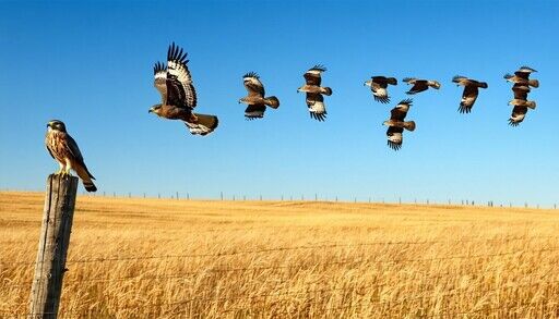 Hawks With White Bellies: 8 Species ID Guide (2025)