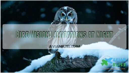 Can Birds See at Night? Facts About Their Vision and Night Adaptations