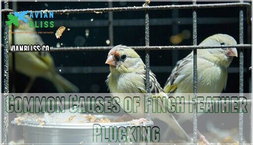 Finch Feather Plucking Causes: Top Reasons Behind This Common Issue