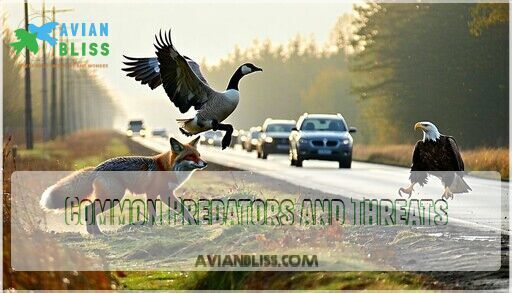 How Long Do Canadian Geese Live? Shocking Lifespan Secrets!