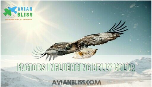 Hawks With White Bellies: 8 Species ID Guide (2025)