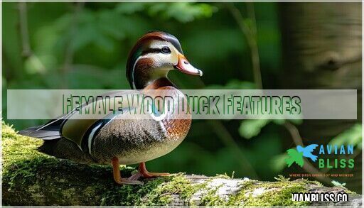 Wood Duck: Complete Guide to ID, Habitat, Diet & Behavior (2025)