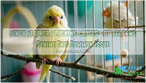 Finch Feather Plucking Causes: Top Reasons Behind This Common Issue