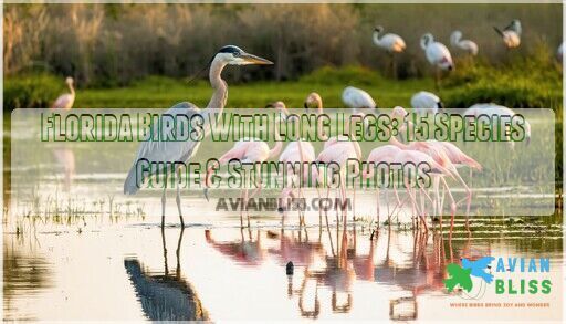 Florida Birds With Long Legs: 15 Species Guide & Stunning Photos