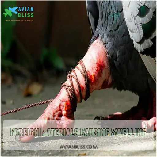 Pigeon Limping and Swollen Leg: Causes, Symptoms, and Effective Care