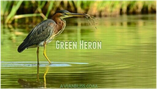 Spot Michigan's Herons: ID Guide to Species, Habitats and Birdwatching Tips