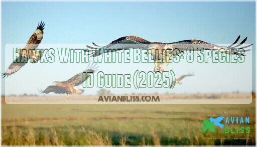 Hawks With White Bellies: 8 Species ID Guide (2025)