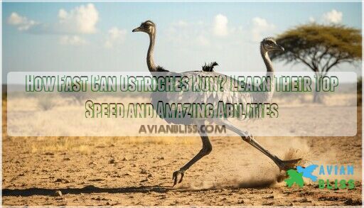How Fast Can Ostriches Run? Learn Their Top Speed and Amazing Abilities