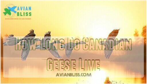 How Long Do Canadian Geese Live? Shocking Lifespan Secrets!