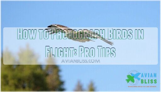 How to Photograph Birds in Flight: Pro Tips