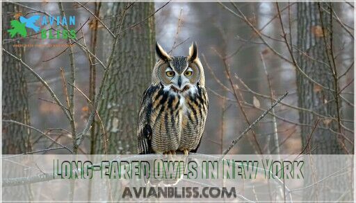 Owls in New York: 8 Species You Can Spot and Their Unique Traits