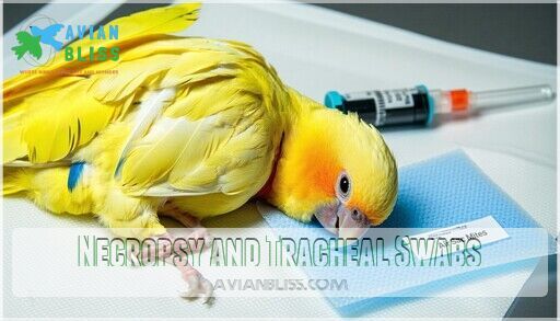 Treating Air Sac Mites in Canaries: Fast Relief & Prevention Tips