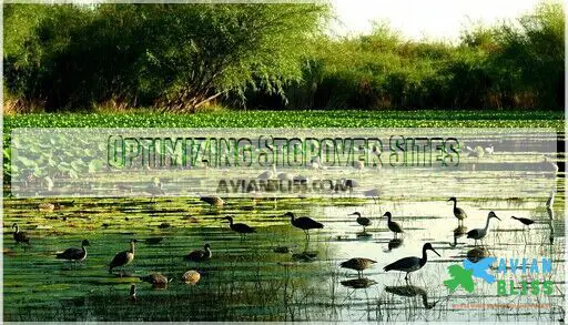 Bird Migration Stopover Locations: 7 Critical Refueling Sites Birds Can ...