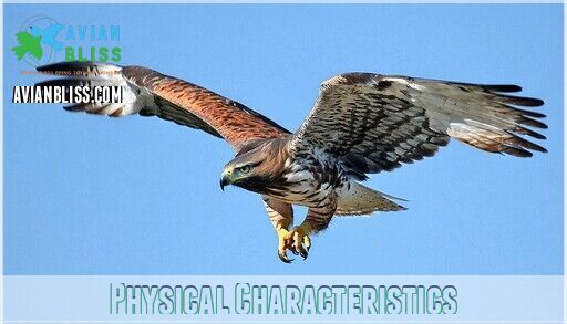 Red-Tailed Hawk Facts: Habitat, Behavior, and Prey You Should Know