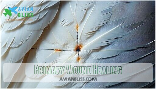 Bird Wound Healing Stages Explained: How Injuries Heal and Recovery Tips