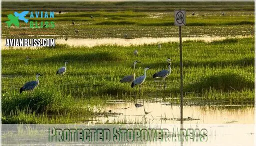 Bird Migration Stopover Locations: 7 Critical Refueling Sites Birds Can ...