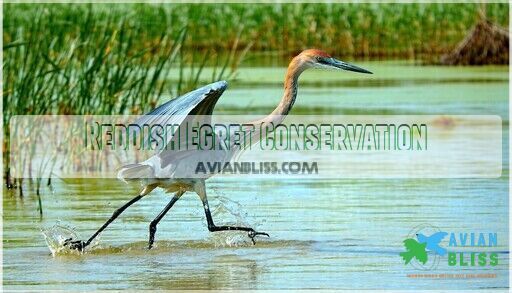 Reddish Egret: Stunning Facts, Behaviors, and Conservation Insights
