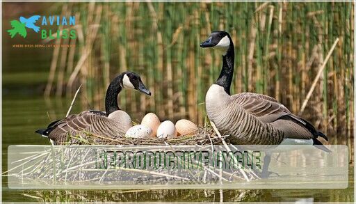 How Long Do Canadian Geese Live? Shocking Lifespan Secrets!