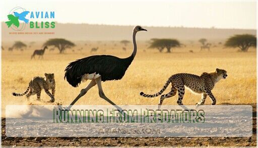 How Fast Can Ostriches Run? Learn Their Top Speed and Amazing Abilities
