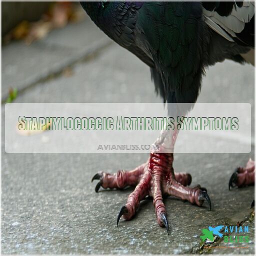 Pigeon Limping and Swollen Leg: Causes, Symptoms, and Effective Care
