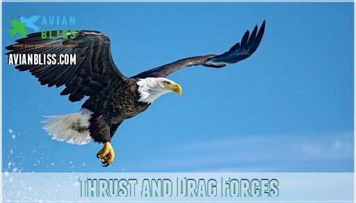 Bird Anatomy and Flight Mechanics: Secrets Behind Mastering The Skies