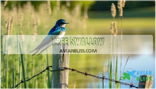 Exploring Wisconsin's Swallow Species: Diversity and Habitats