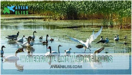 Bird Identification for Coastal Regions: Top Tips and Species to Know