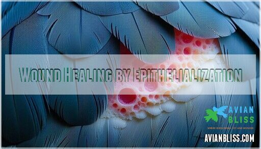 Bird Wound Healing Stages Explained: How Injuries Heal and Recovery Tips