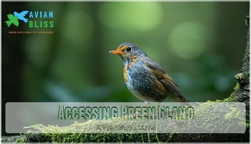 Bird Preening Importance Explained: Essential Survival Secrets Revealed