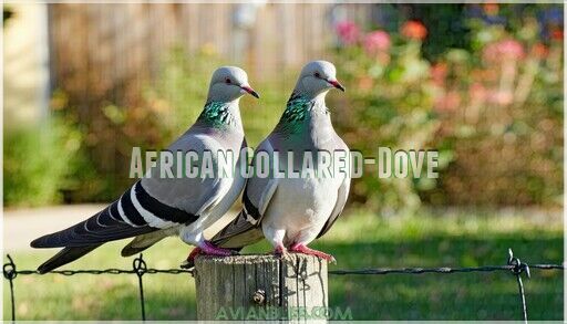 Doves in California: 7 Species ID Guide With Photos & Rare Types