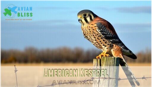 Falcons in Texas: 10 Amazing Species You Must See (ID Guide + Photos)