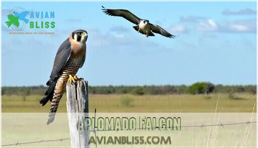 Falcons in Texas: 10 Amazing Species You Must See (ID Guide + Photos)