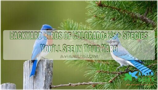 Backyard Birds of Colorado: 25+ Species You'll See in Your Yard