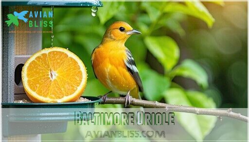 American Robin to Baltimore Oriole: Top ORANGE Birds in Michigan