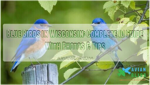 Blue Birds in Wisconsin: Complete ID Guide With Photos & Tips