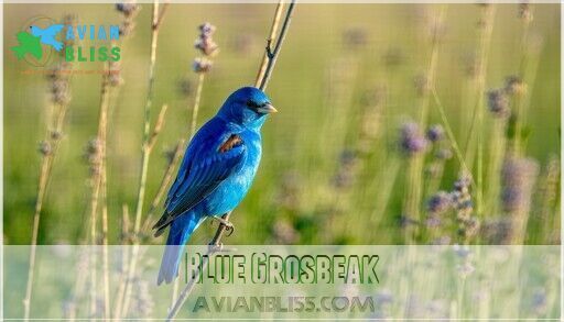 Blue Birds in California: Complete Guide With Photos (2025)