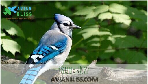 Backyard Birds of Florida: 25+ Species Guide With Photos & Tips