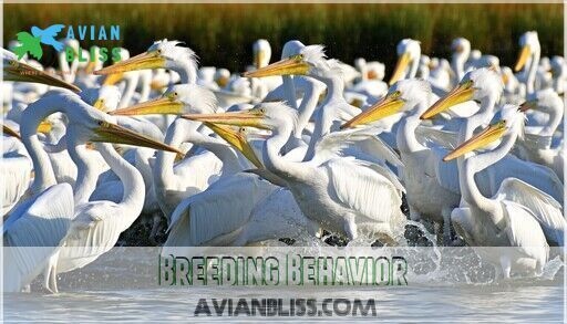 White Water Birds: 25 Beautiful Species You Need to See (2025 Guide)