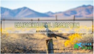 The Captivating California Quail: Official State Bird Revealed