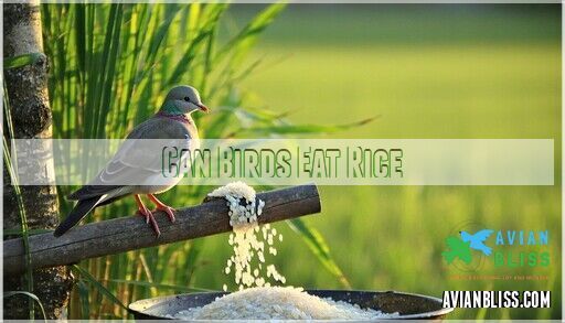 Can Birds Eat Rice? The Surprising Truth Every Bird Owner Needs!