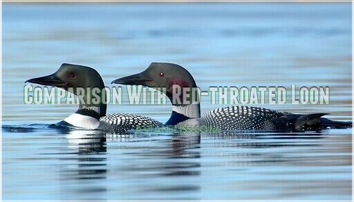 Pacific Loon: Complete Guide to ID, Habitat, Behavior & Conservation