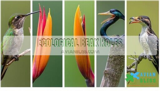 Different Bird Beak Shapes: How Form Follows Function in Nature