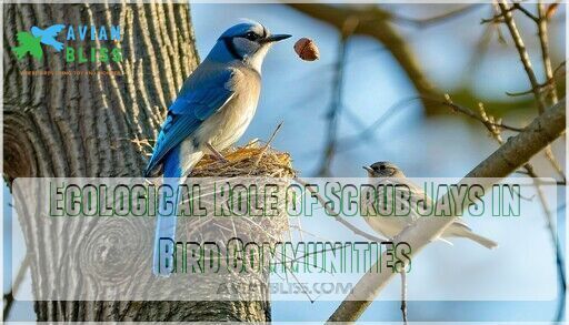Do Scrub Jays Eat Other Birds? The Truth May Shock You!
